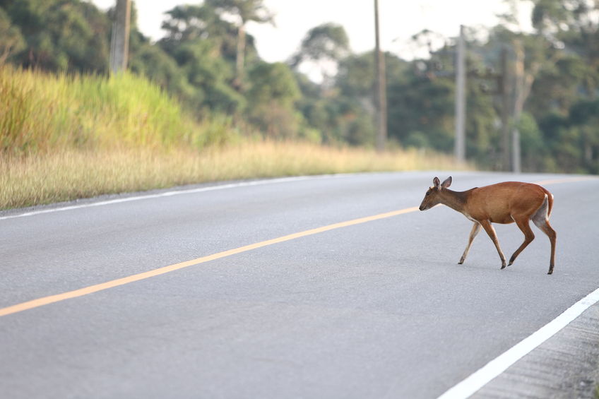 Save the Squirrels (7 Wildlife Driving Safety Tips to Keep You Safe) | LRIA